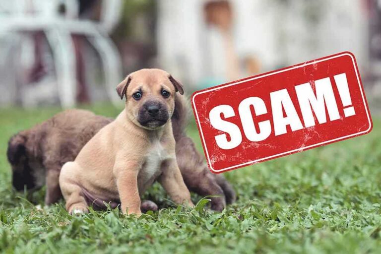 Scammers Targeting Pet Owners with Lost Animals | Liberty Society Scammers Targeting Pet Owners with Lost Animals | Liberty Society